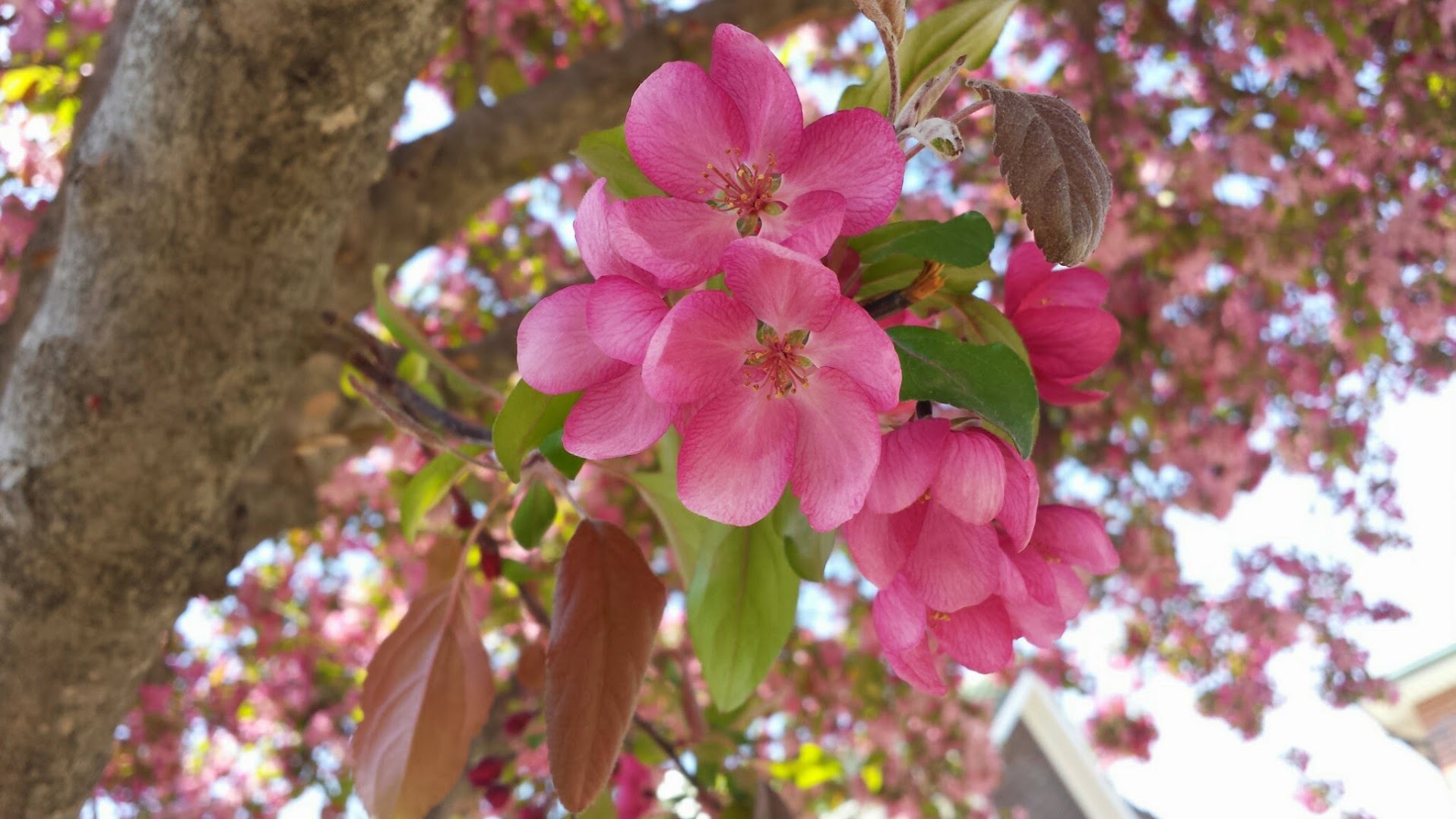 Spring Is In Full Bloom Around Stl flowers