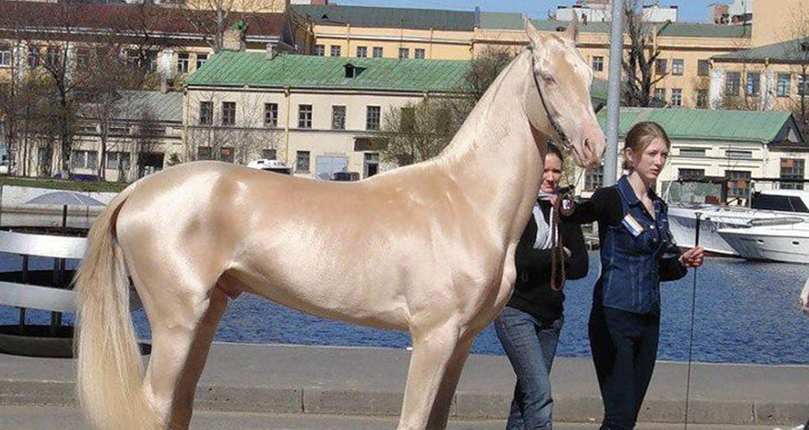 Horses With Unique And Beautiful Coats