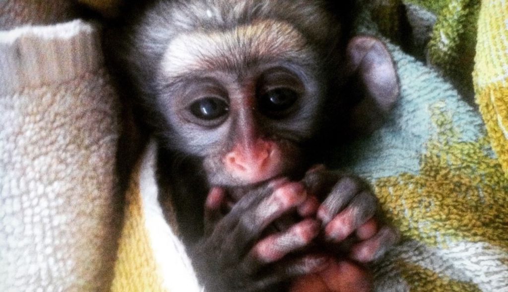 #Malawi on LockerDome