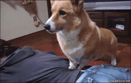 Top 25 Corgi GIFs